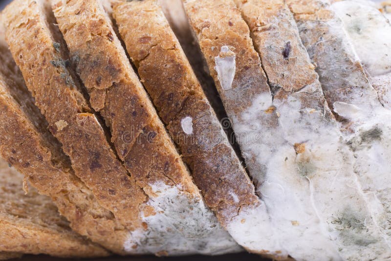 Mouldy bread stock photo. Image of fungus, food, cereal - 58331660