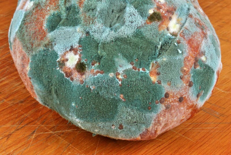 Mouldy Bread Unhealthy To Eat Stock Image - Image of moldy, unhygienic ...