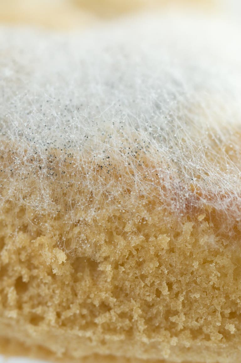 306 Rotten Cake Stock Photos - Free & Royalty-Free Stock Photos from ...