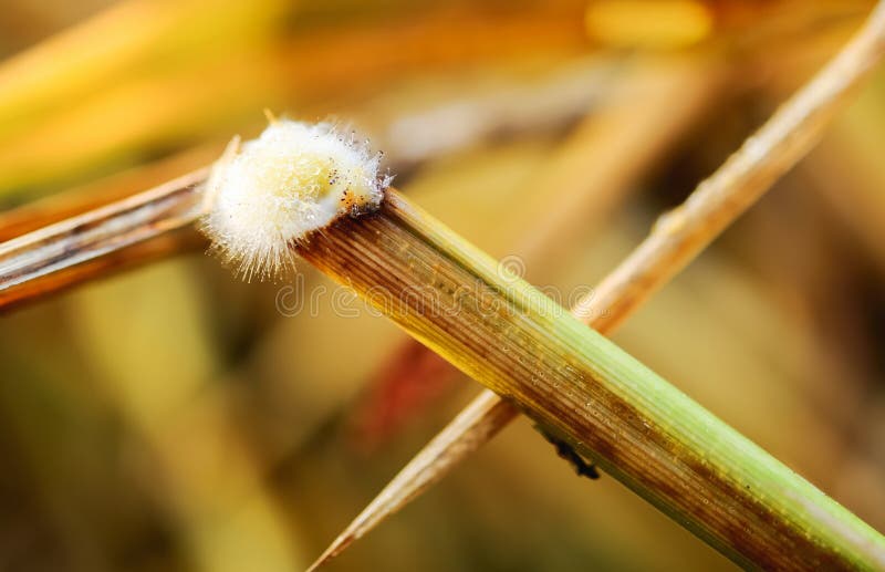 Mouldy stock photo. Image of healthy, fungi, closeup - 81813148