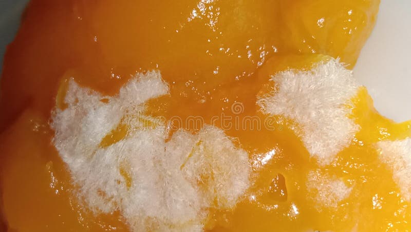 Mouldy Jam Srikaya stock photo. Image of yellow, srikaya - 221216214