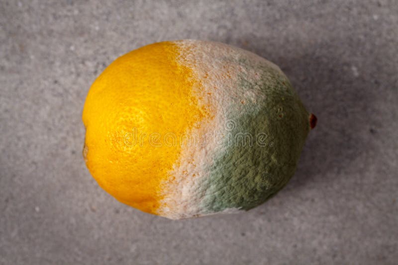 Mouldy lemon. stock image. Image of fungal, unhealthy - 108085141