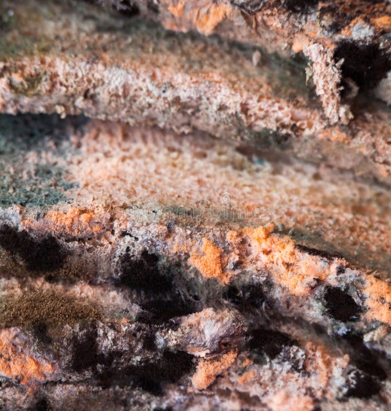 Mouldy Moldy Bread. Close-up Stock Image - Image of mouldy, dough ...