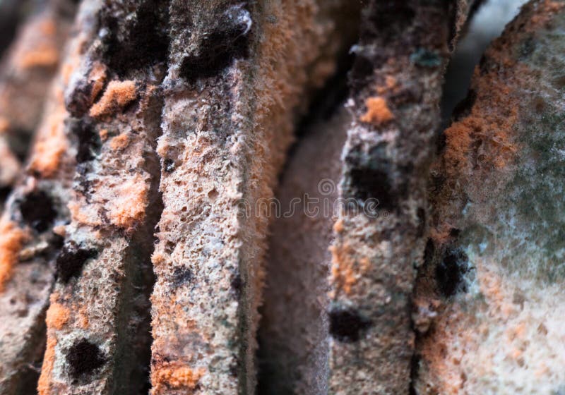 Mouldy Moldy Bread. Close-up Stock Image - Image of bacteria, closeup ...