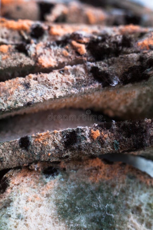Mouldy Moldy Bread. Close-up Stock Image - Image of harmful, closeup ...