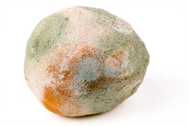 971 Mouldy Orange Stock Photos - Free & Royalty-Free Stock Photos from ...