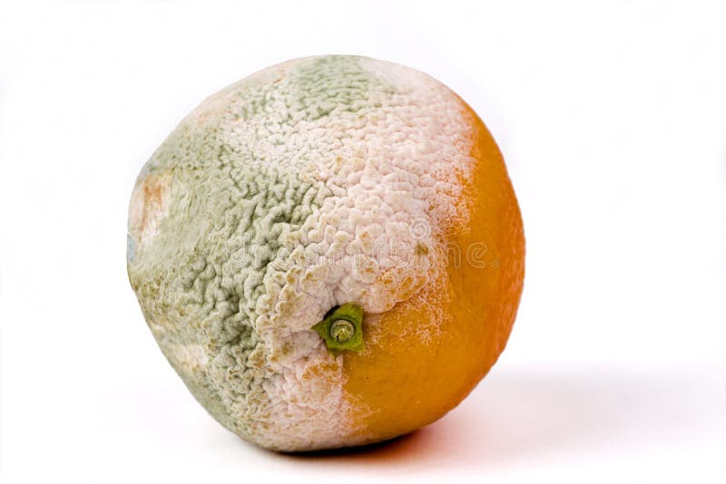 976 Mouldy Orange Stock Photos - Free & Royalty-Free Stock Photos from ...