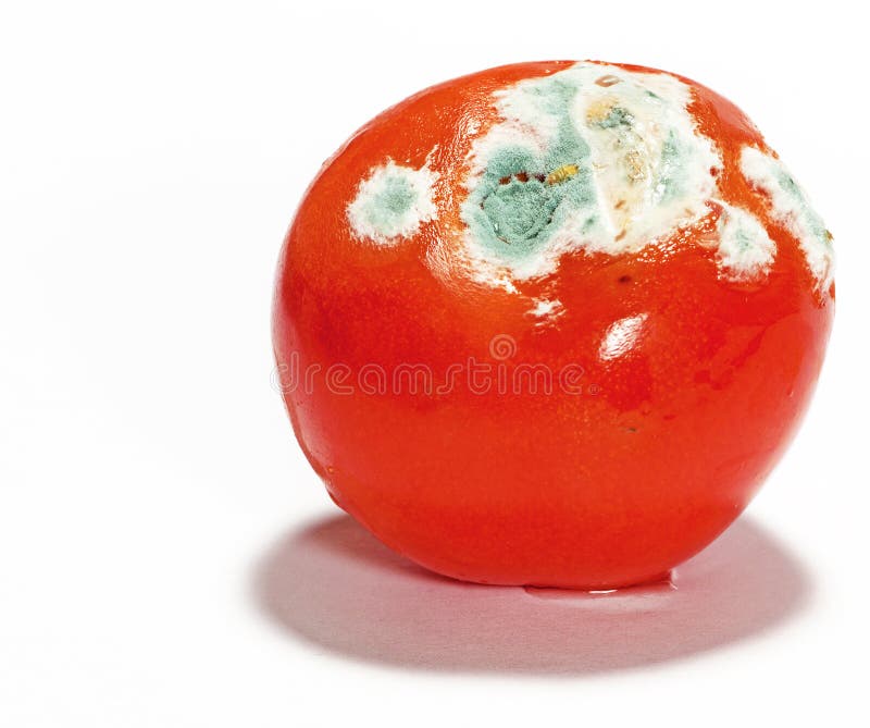 Moldy Red Tomato White Mold Stale Food Stock Photos - Free & Royalty ...