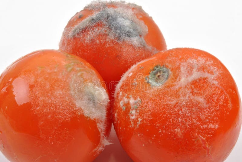 Mouldy Tomato stock image. Image of leftover, fruit, contaminated - 4197113