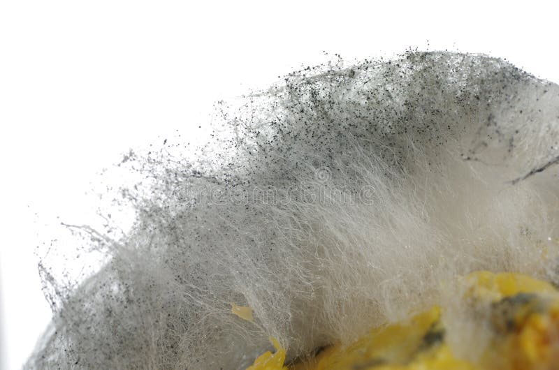 5,378 Mouldy Photos - Free & Royalty-Free Stock Photos from Dreamstime