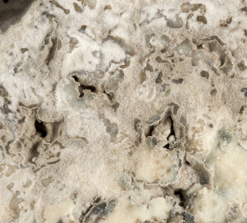 Moule Bleu Sur Le.netframework Complet Fromage Image stock - Image du ...