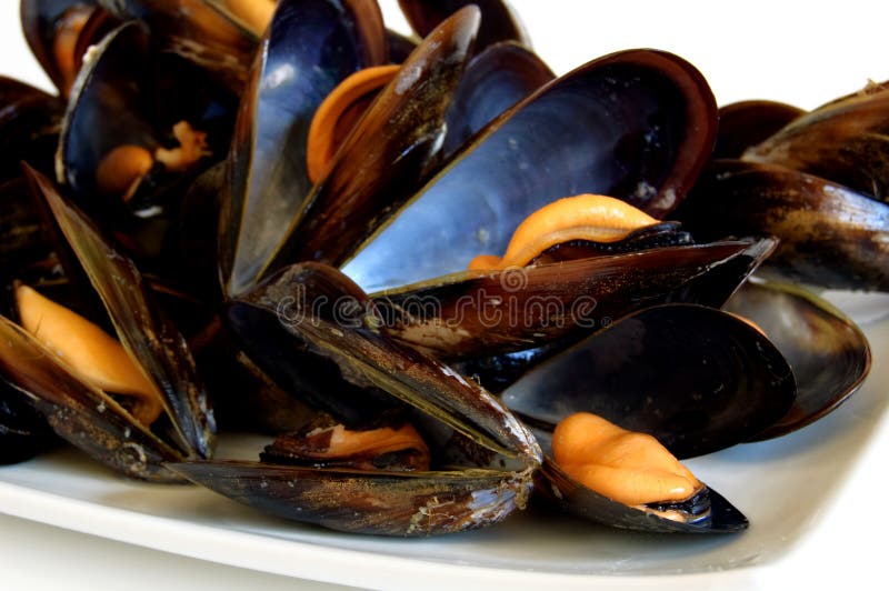Moules cuites photo stock. Image du mollusque, repas, plaque - 8384880 Moules cuites photo stock. Image du mollusque, repas, plaque - 8384880