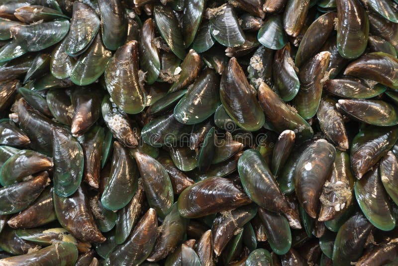 Moules vertes image stock. Image du meaty, repas, sain - 30602935