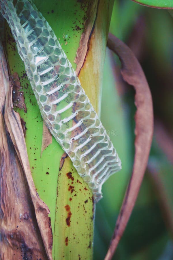 Moulted Skin of a Snake on a Tree Stock Photo - Image of cobra, danger ...