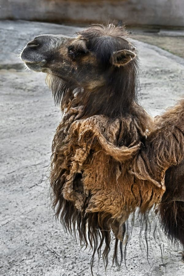 Moulting bactrian camel 2 stock image. Image of gait - 162053695