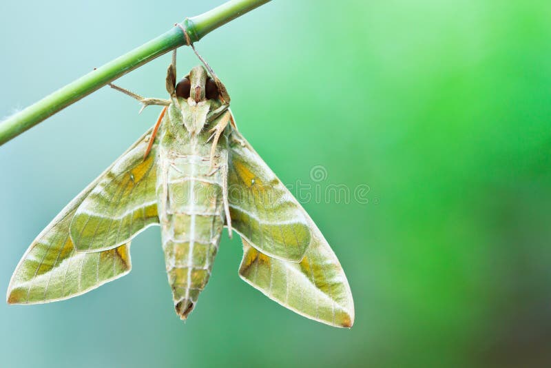 Moulting of moth stock image. Image of butterfly, insect - 37480409