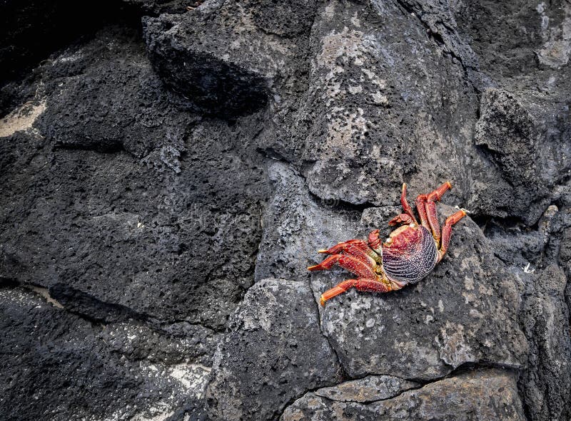 Moulting of a Red Rock Crab Shell on a Black Volcanic Rock, Copy Space ...
