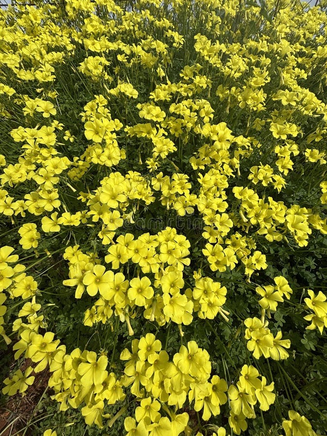 Mound of Bright Yellow Wood Sorrel in Bloom Stock Image - Image of ...