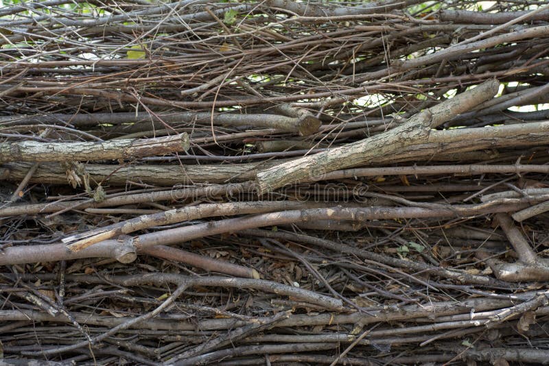 A Mound of Casually Dumped Branches and Trunks of Small Trees Stock ...