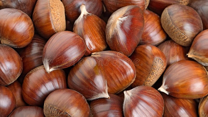 Glossy Chestnuts Stock Illustrations – 12 Glossy Chestnuts Stock ...