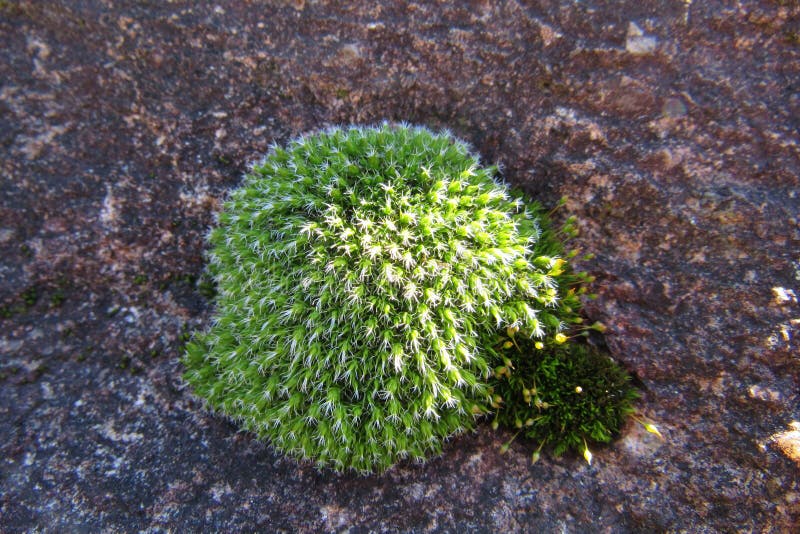 Mound of Green Moss on a Rock Stock Photo - Image of moss, grows: 137037978