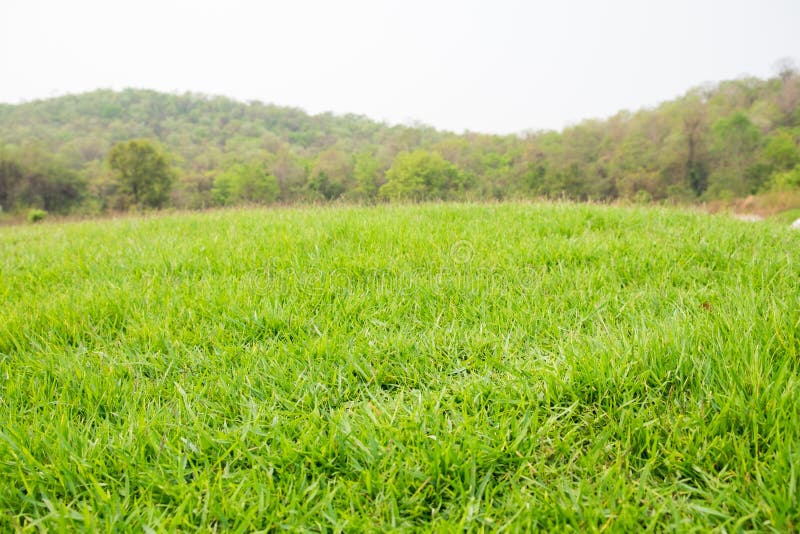 Grass Mound Hillock Raised Ground Stock Image - Image of clouds, daisy ...