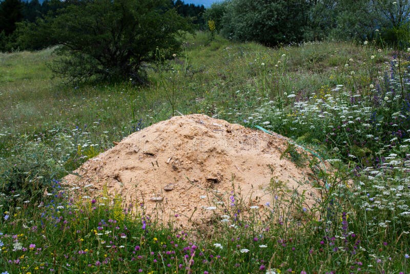 Mound of Soil on a Field with Colorful Flowers Stock Photo - Image of ...