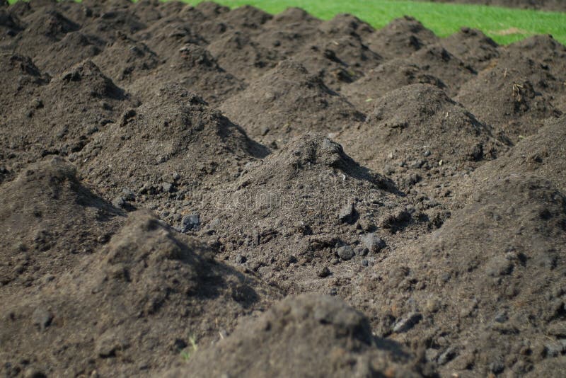 Plant in a mound of soil stock image. Image of growth - 30090029