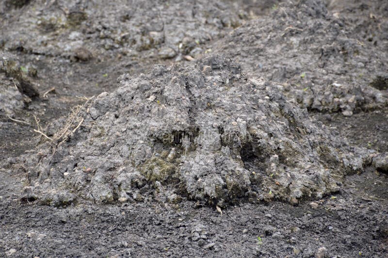 Mound soil for planting stock image. Image of planting - 81749757