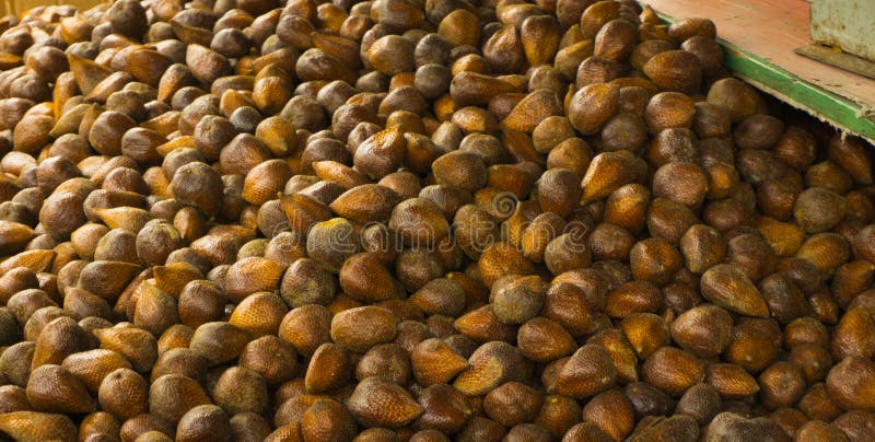 Mound of Thorny Palm Fruit Photo Taken in Bogor Indonesia Stock Photo ...
