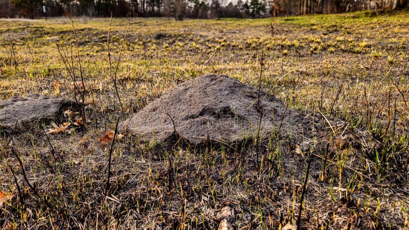 Dirt Mound Pocket Gopher Field Yard Landscape Design Element Background ...