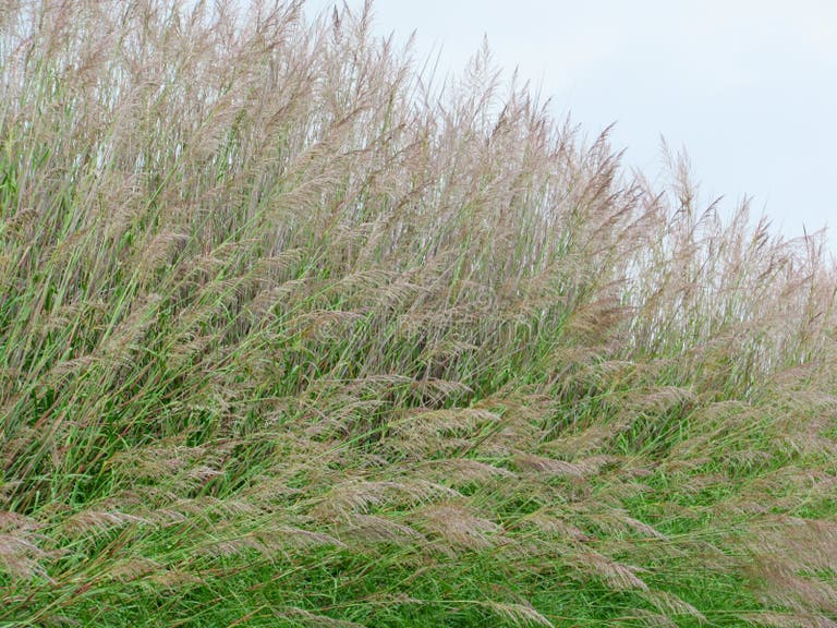 Dune grass stock photo. Image of leaf, field, wind, dune - 255830954