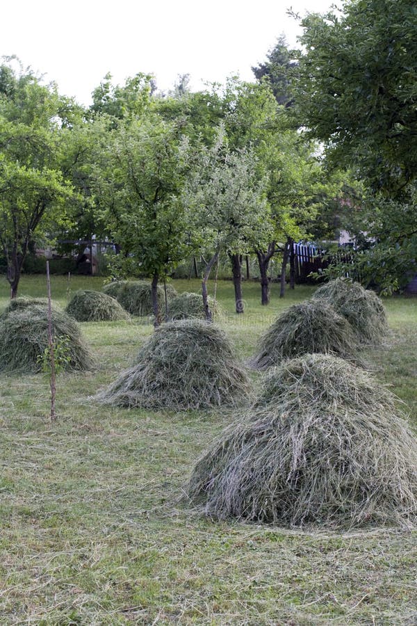Mounds of hay stock image. Image of outdoor, garden, haystacks - 31339825