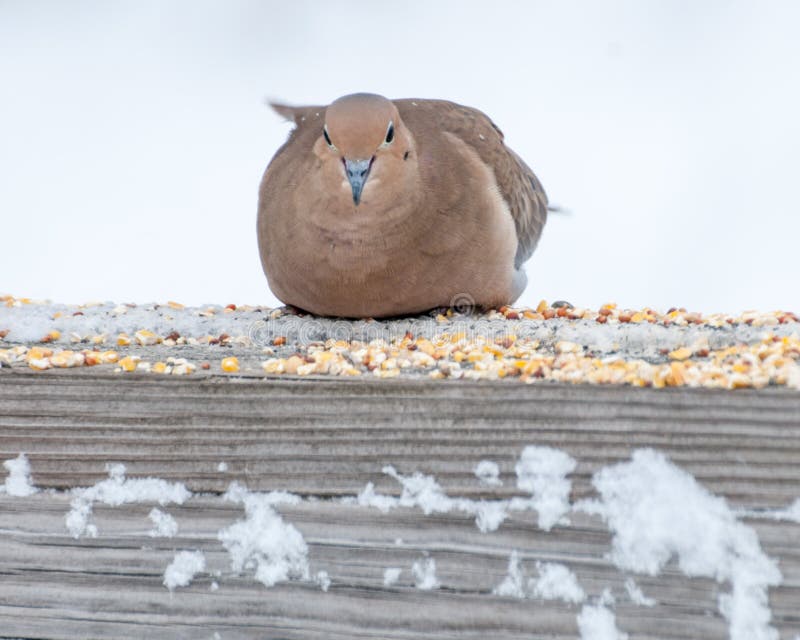 Mourning dove stock image. Image of dove, perching, wild - 31436639