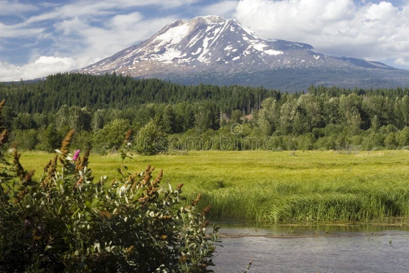 Grazing Cattle Ranch Countryside Mount Adams Mountain Farmland L Stock ...