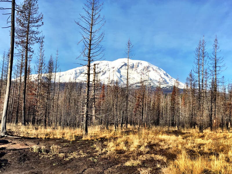 Mount Adams from Cougar Creek Fire Stock Photo - Image of view ...