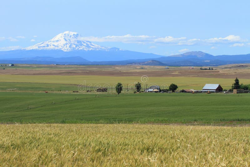 Mount Adams Cascade Range Gifford Pinchot National Forest USA Stock ...