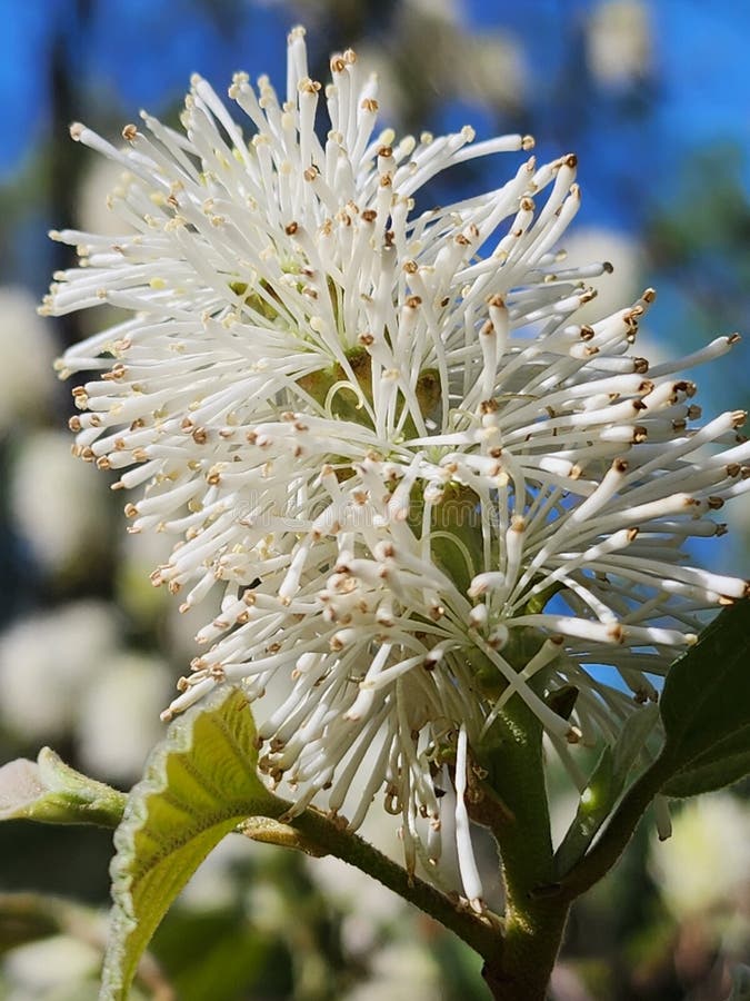 Mount Airy Flower Nature Art Abstract Scenic Stock Image - Image of ...