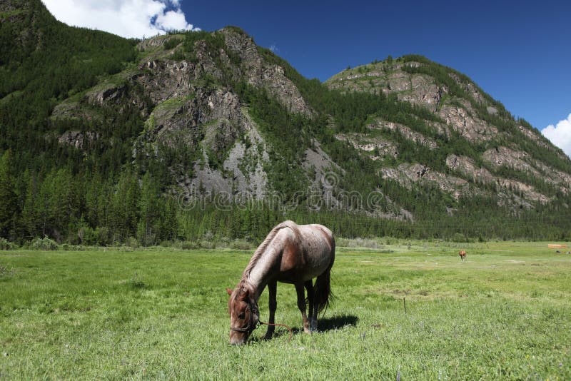 Mount Altai State Natural Biospheric Reserve, Russia. Stock Photo ...
