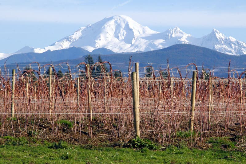 Mount Baker and Winter Raspberry Bushes Stock Photo - Image of united ...
