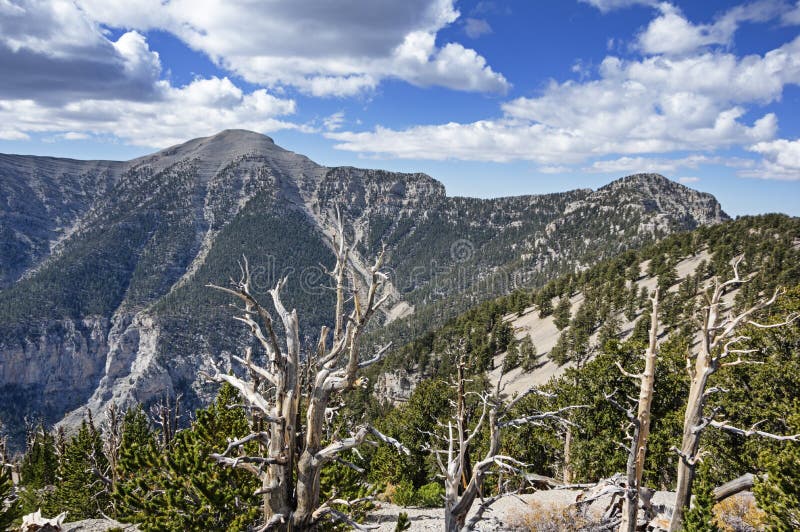 Mount Charleston stock image. Image of pines, nevada - 263649837