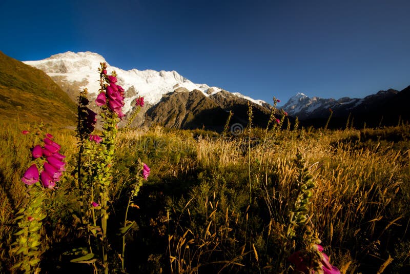 Mount Cook Glacier stock photo. Image of glacier, flowers - 23492678