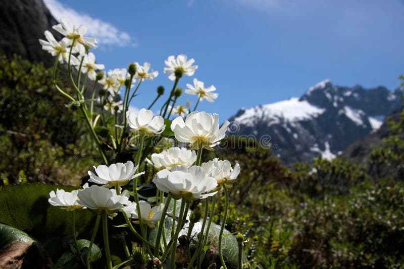 Mt Cook with Lily or Buttercups, National Park, New Zealand Stock Photo ...
