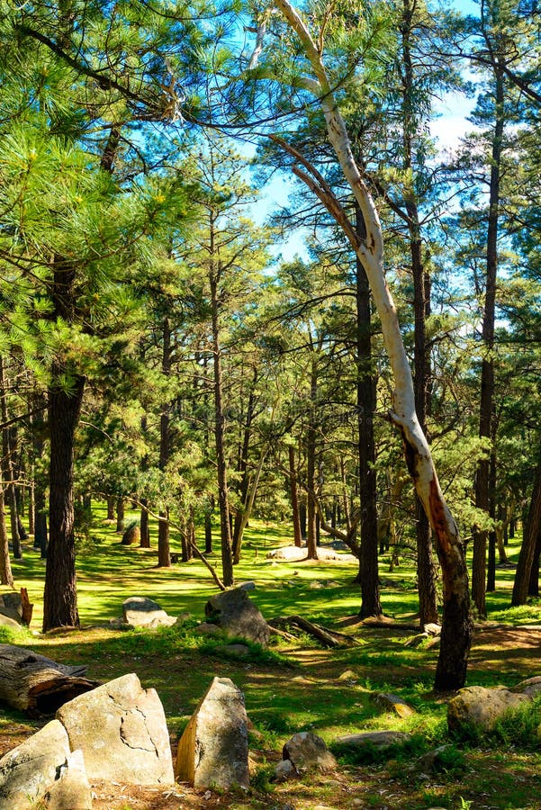 Mount Crawford Forest on a Day Stock Photo - Image of recreation, mount ...
