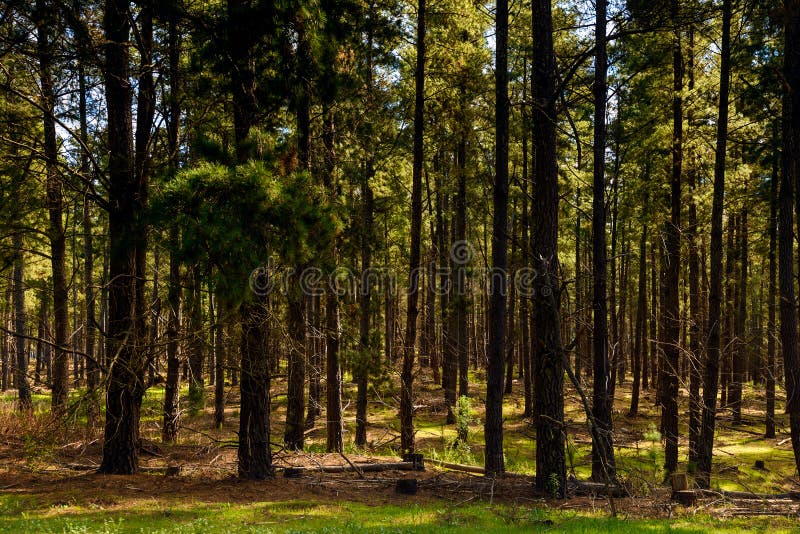 Mount Crawford Forest Reserve, South Australia Stock Photo - Image of ...