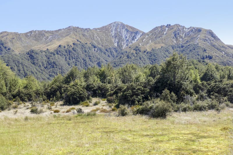 Mount Crichton Loop Track stock image. Image of forest - 217570541