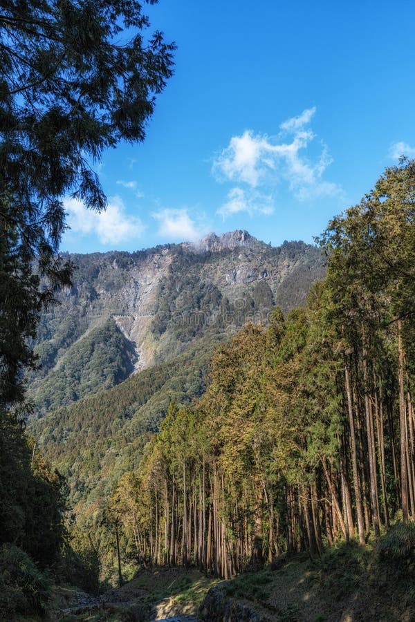 Mount Data in Alishan stock image. Image of nature, tree - 369621589