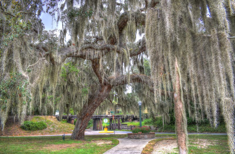 Mount Dora Florida Park, Spanish Moss Hanging from Live Oak Tree Stock ...