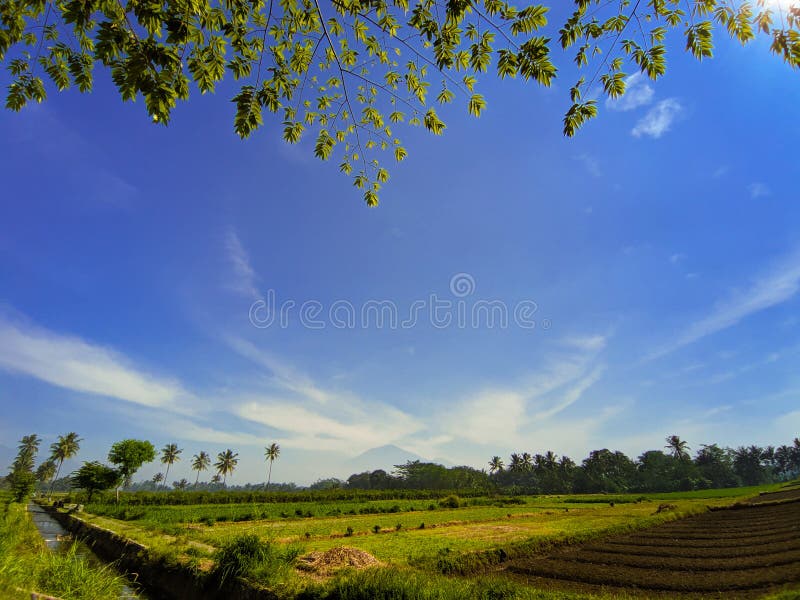 Mount and field stock photo. Image of sunlight, flower - 224986676