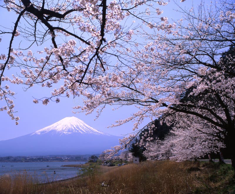 Mount Fuji stock photo. Image of park, pink, cherry, japan - 2436794